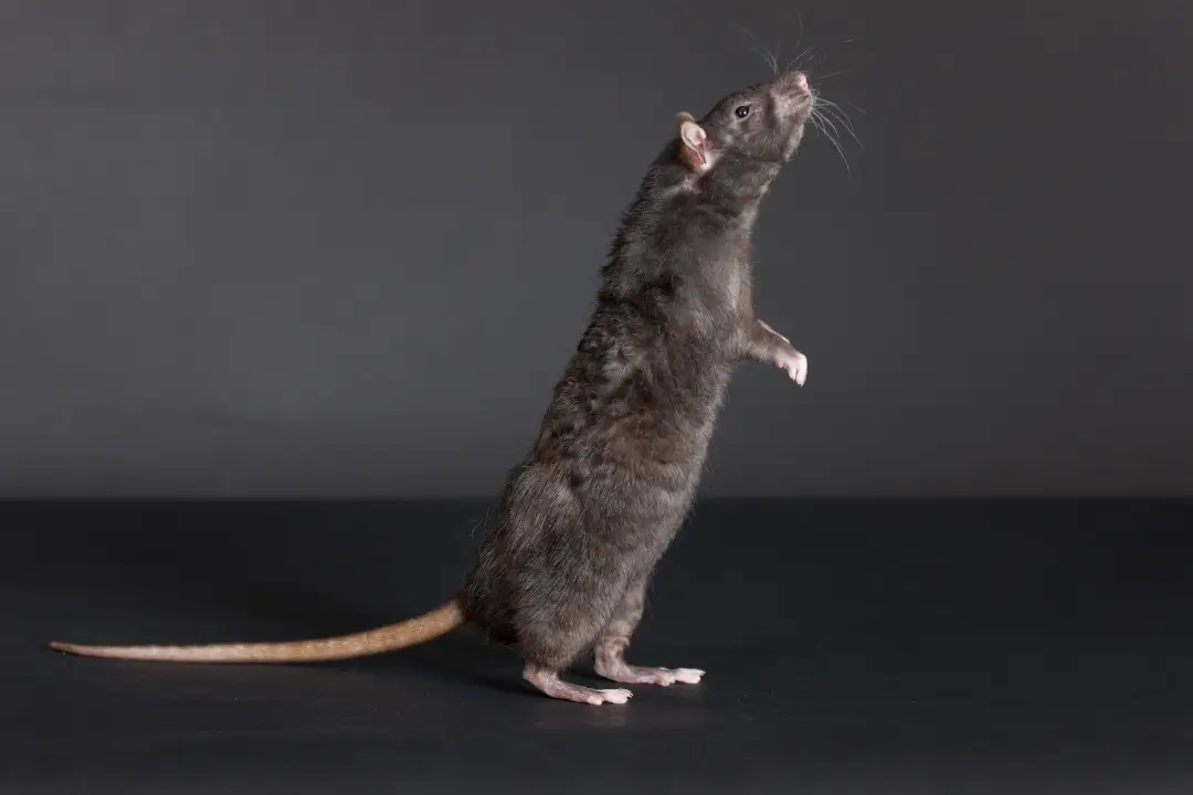 What Are Rats Doing When You Hear Scratching? | From $180 Pest Treatments