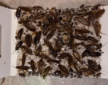 How To Get Rid Of German Cockroaches? | Sydney Pest Crew