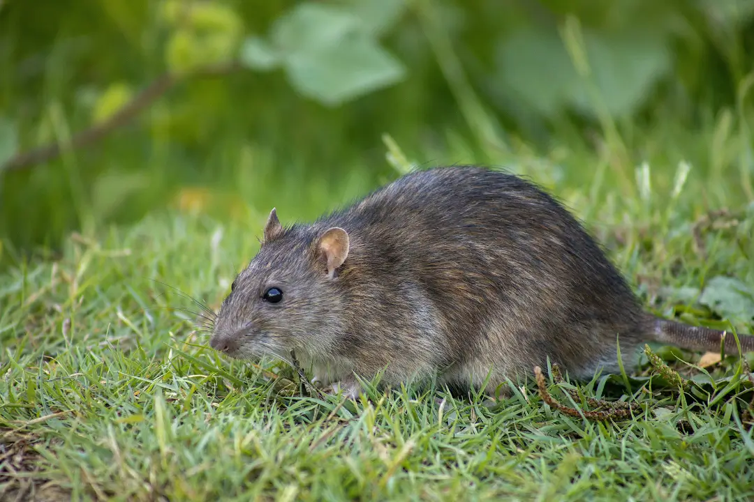 Rats In The Backyard? How To Get Rid Of Them For Good